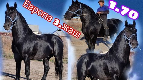 Европадан келди 3 жаш сатылат Youtube