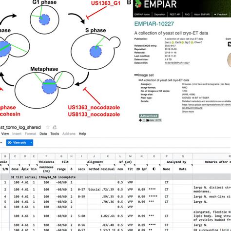 Yeast Cryo Et Dataset Summary Yeast Cell Cycle Stages Sampled By These Download Scientific