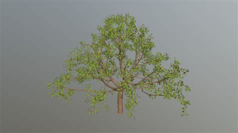 Trees From Space Colonization A 3d Model Collection By Dsforza