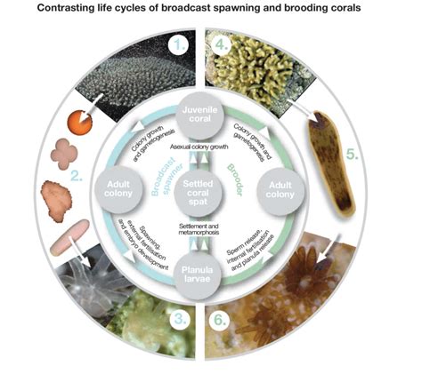 1 Contrasting Life Cycles Of Broadcast Spawning And Brooding Corals Download Scientific