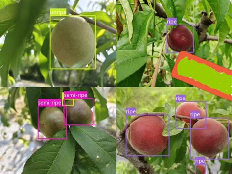 深度学习目标检测算法基于yolov8训练桃子成熟度数据集 分类桃子的成熟度（未熟、半熟、成熟） Csdn博客