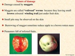 Insect Pests Of Apple Pdf