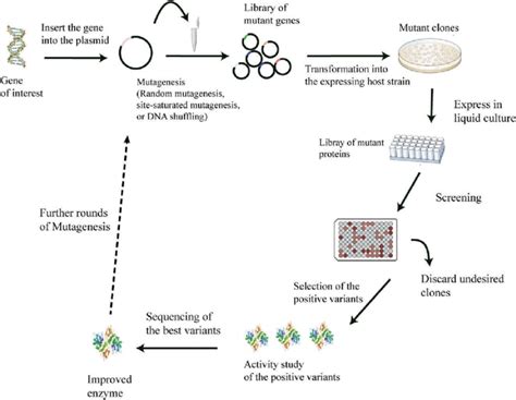 Schematic Illustration Of Directed Evolution Method Download Scientific Diagram