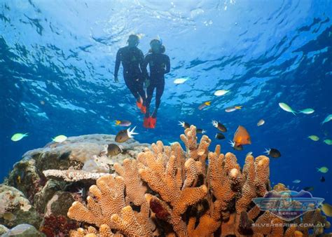 에코 투어 실버스위프트 크루즈 그레이트 배리어 리프 스쿠버 다이빙 및 스노클링 투어 케언즈 Kkday