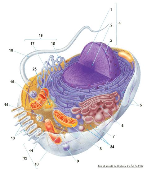 Structure Générale Dune Cellule Animale 12 Diagram Quizlet