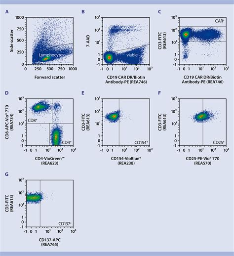 Car T Cell Activation T Cell Transduction Miltenyi Miltenyi