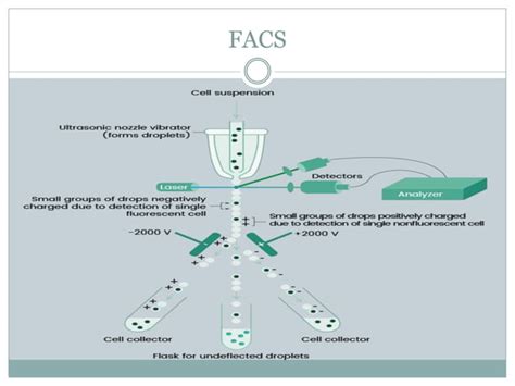 Fluorescence Activated Cell Sorting Facspptx Physics Science
