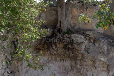 Exposed Roots On An Oak Tree Growing On A Cliff Stock Image Image Of Tree Stones