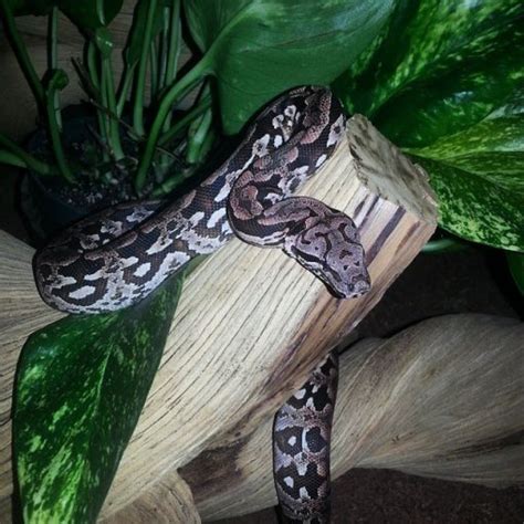 Dumerils Boa For Sale Dumerils Boa