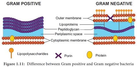 Gram Staining Procedure Bacteria