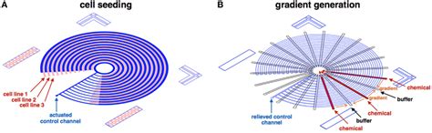 Illustration Of The Cell Seeding And Gradient Generation Phases A