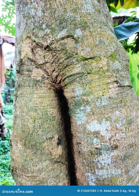 Tree Trunk Similar To Human Groin Or Thigh Royalty Free Stock Photography CartoonDealer Com