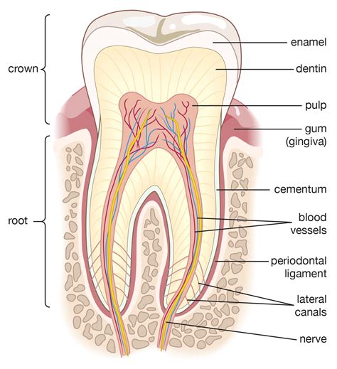 Tooth Labeled Diagram Anatomy And Structure