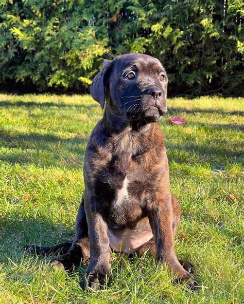 Rotticorso Cane Corso And Rottweiler Mix Info Pictures Facts Faqs And More