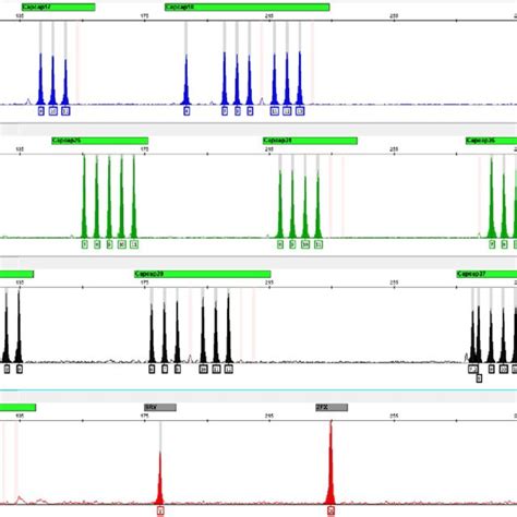 Composition Of The Allelic Ladder Of Stroe Deer Download Scientific