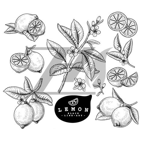 دانلود وکتور میوه جات و برگ درخت های مختلف دانلود رایگان فایل لایه