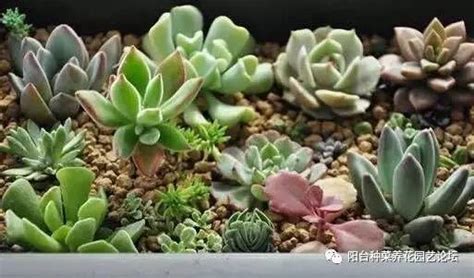 用这2种水浇多肉就不错多肉浇水其实真不用那么复杂
