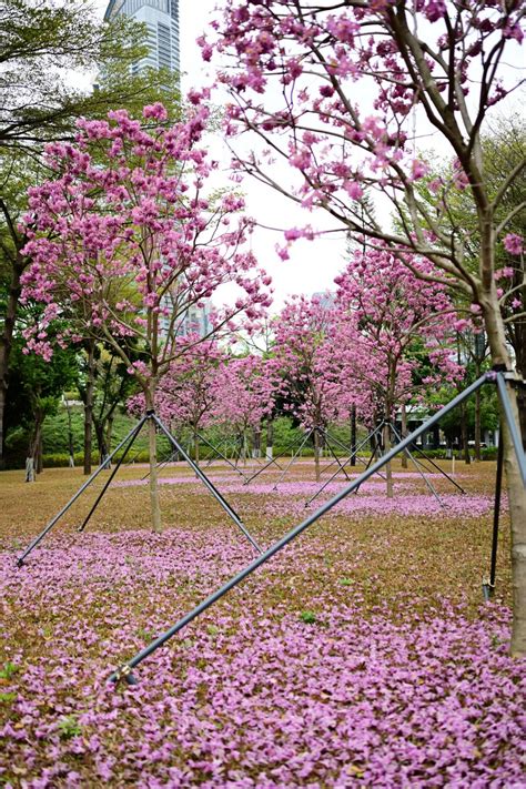 深圳 紫花风铃木开启的春 小鱼滋味