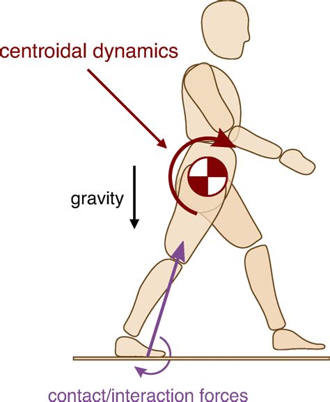 Illustration Of The Centroidal Dynamics And Its Connection To The Download Scientific Diagram