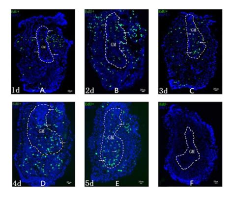 Edu Labeled Cell Proliferation And Dynamic Migration Note Figure