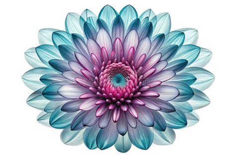 Unveiling The Intricate Anatomy Of A Blossom Detailed Xray Photography