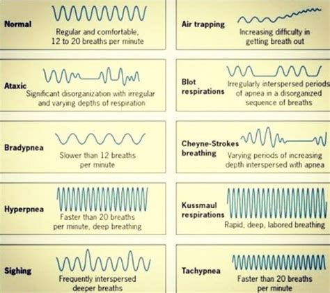 What Are The Two Primary Types Of Breathing Patterns At Clyde Miller Blog