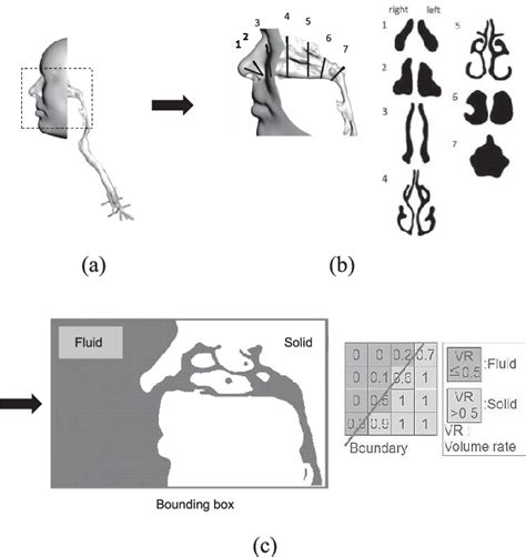 Figure 1 From Voxel Based Simulation Of Nasal Airflow During A Sniff Semantic Scholar