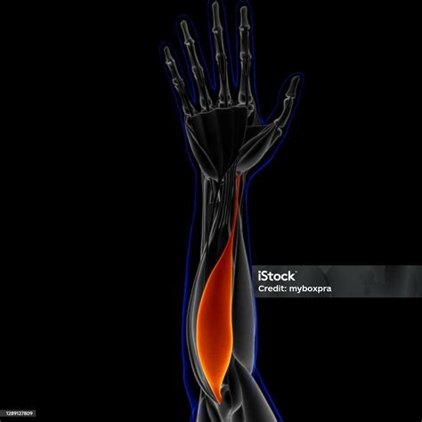 플렉스 카피 방사형 근육 해부학 용 의료 개념 3d 일러스트 3차원 형태에 대한 스톡 사진 및 기타 이미지 3차원 형태 근육 사진 이미지 Istock