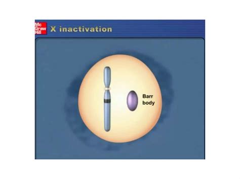Sex Chromatin And Lyons Hypothesis And Bar Body Pptx Sex Chromatin And Lyons Hypothesis And Bar Body Pptx