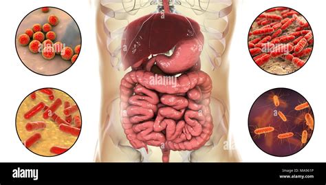 Bacteria Found In Human Intestine Computer Illustration Clockwise From Top Left The Bacteria