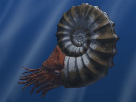 Ammonoidea Wikipedia