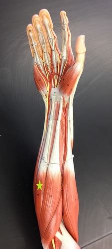 Flexors And Extensors Flashcards Quizlet