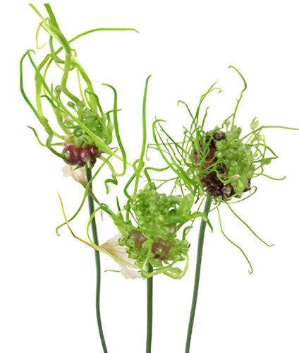 Allium Hair Leaf To Bloom