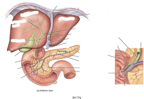 Liver And Gall Bladder Diagram Quizlet