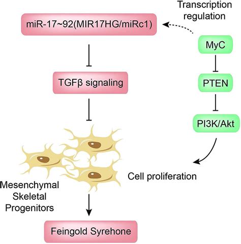 Noncoding RNAs In Skeletal Development And Disorders