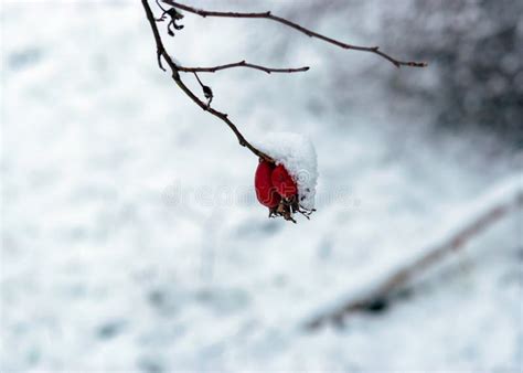 Abstract Tree Branch Patterns Snowy Tree Branches With Red Berries Beautiful Winter Texture