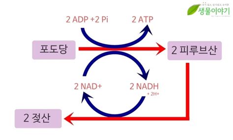 발효 알코올발효 젖산발효 산소없어도 Atp 생성 네이버 블로그