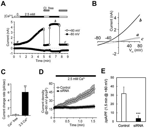 Frontiers Chromogranin B Chgb Is Dimorphic And Responsible For
