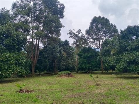 ที่ดินใกล้น้ำตกพลิ้ว ติดคลองพลิ้วล้อมรอบ เสนอขายที่ดินพร้อมสวนผลไม้มังคุดเต็มแปลง เนื้อที่