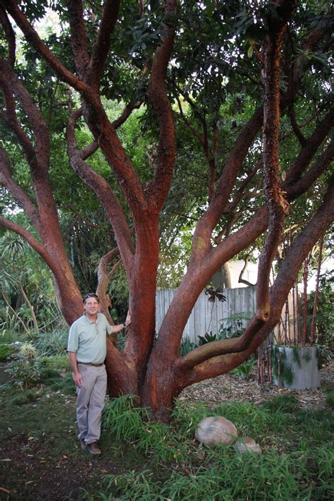 Arbutus ‘marina Pan Global Plants