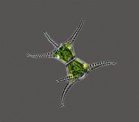 379 Best Images About Algae On Pinterest Seaweed Life Cycles And Green Algae