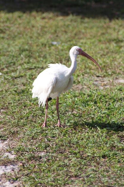 Premium Photo Bird On Grass