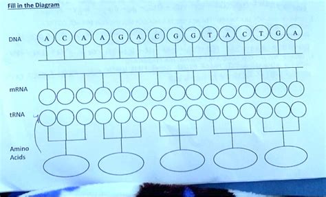 Trna Amino Acid Chart