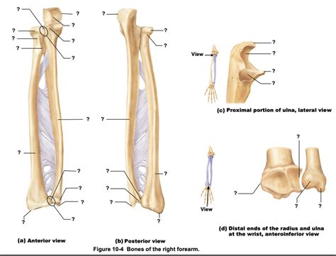 Bones Of The Right Forearm Diagram Quizlet