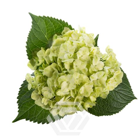 Hydrangea Premium Lemon Tessa The Finest Flowers
