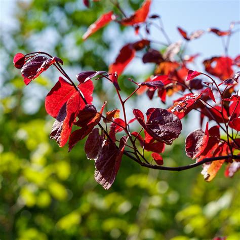 Flame Thrower Eastern Redbud Plant Detectives