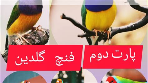 دوره تخم گذاری و تولد جوجه Youtube