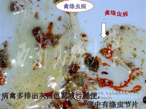 50禽绦虫病word文档在线阅读与下载无忧文档