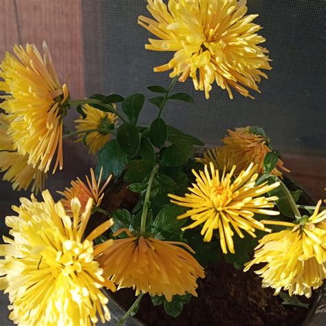 ყვავილები კაჭრეთში Facebook