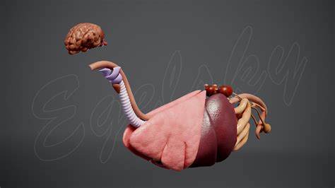 Internal Anatomy Cat At Margaret Rice Blog